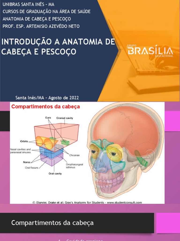 Anatomia de Cabeça e Pescoço | PDF | Crânio | Cérebro