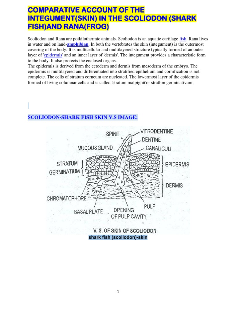 5 COMPARATIVE Anatomy of Chordates - INTEGUMENT | PDF | Skin ...