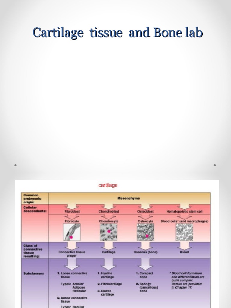 Cartilage and Bone Lab | PDF | Bone | Cartilage