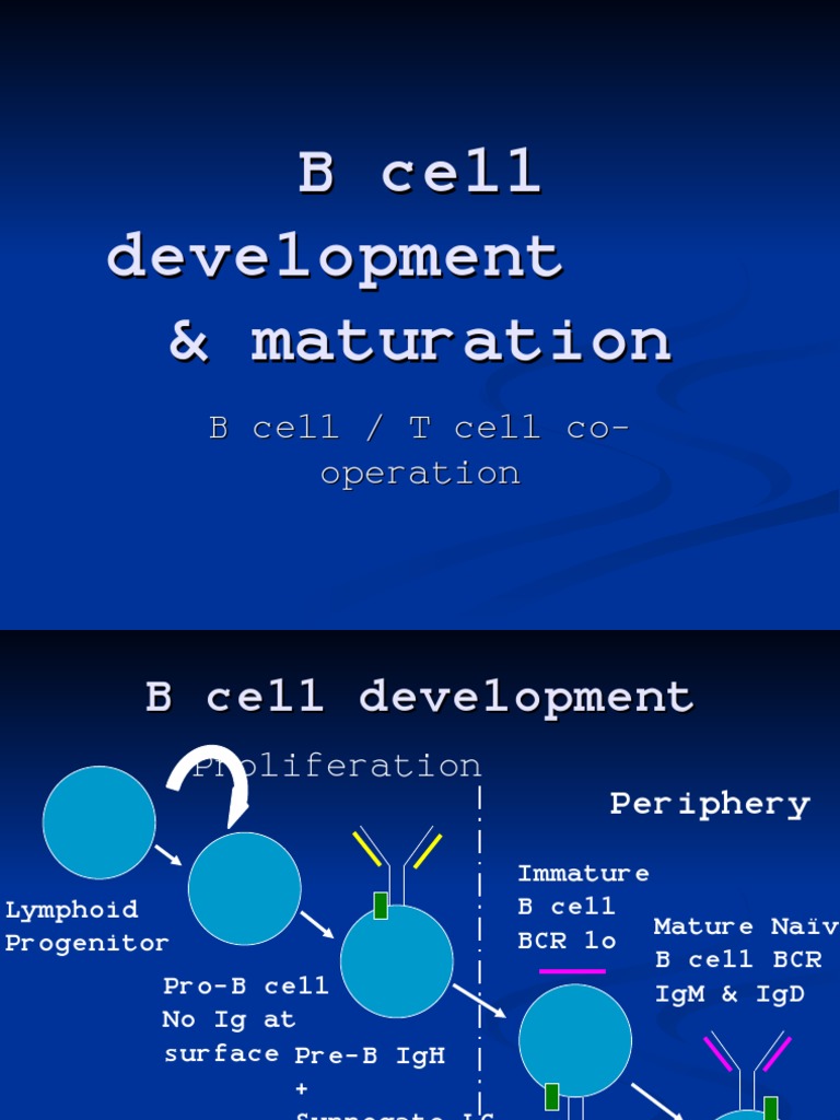 Immunology B Cell | PDF