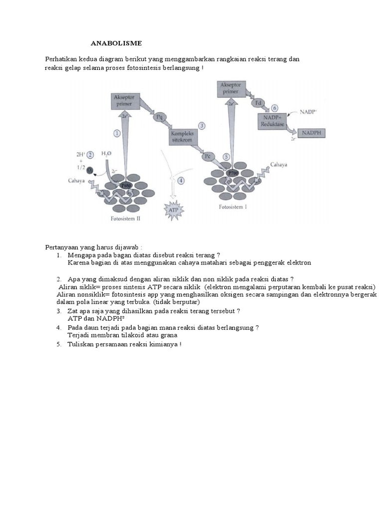 2b. LKPD ANABOLISME | PDF