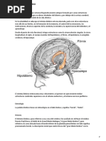 Giros y circunvoluciones cerebrales | PDF | Cerebro | Anatomía humana