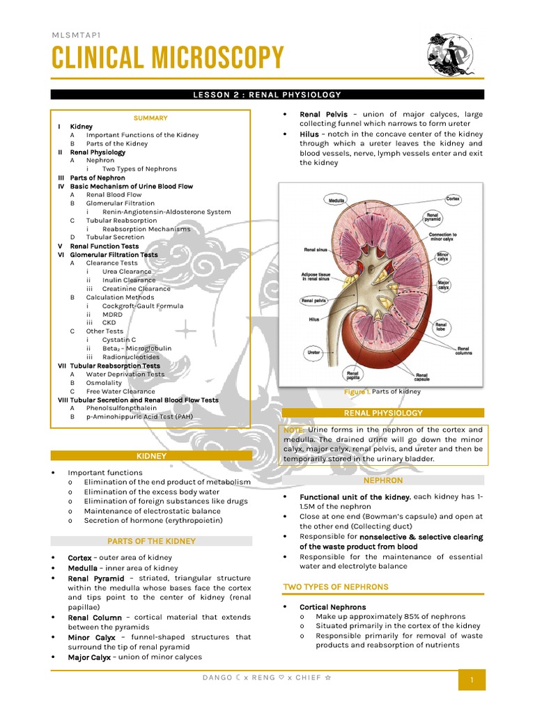 2 - Renal Physiology | PDF | Kidney | Angiotensin