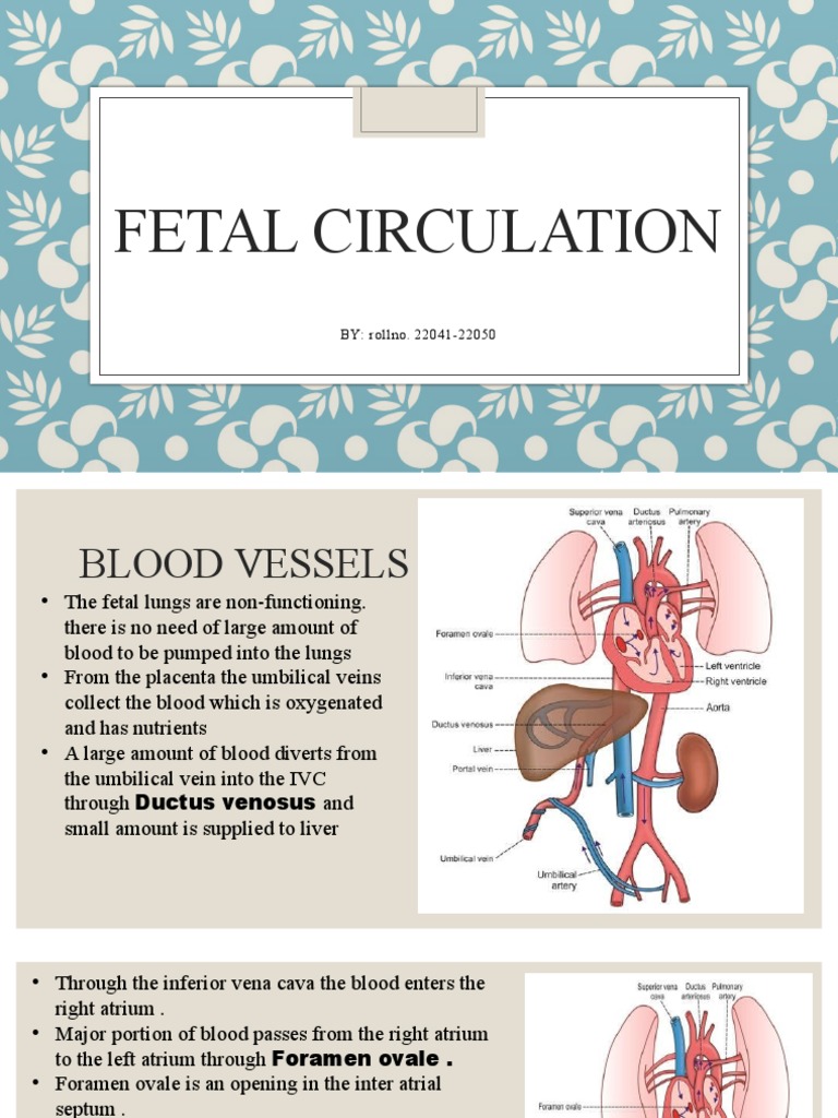 Fetal Circulation | PDF