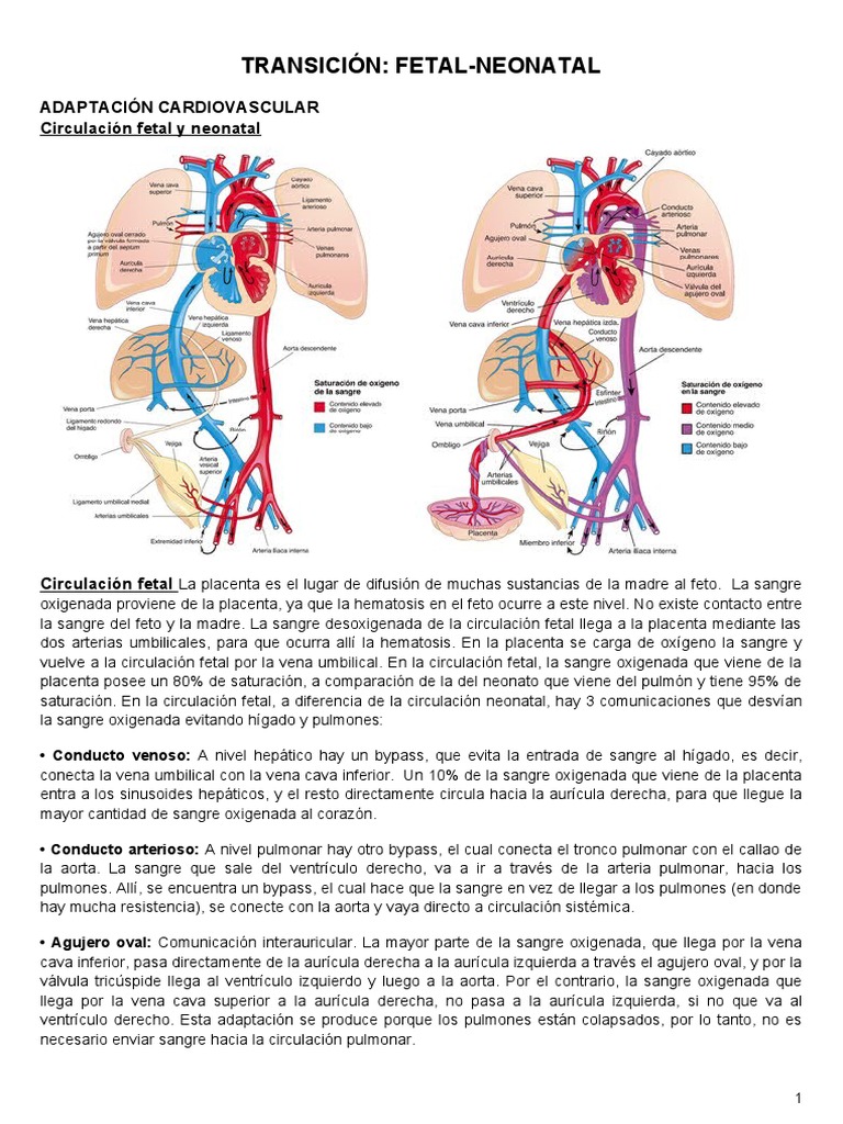 Adaptación Cardiovascular Fetal a Neonatal | PDF | Feto | Sistema ...