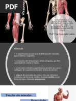 Anatomia da Região Inguinal e Canal Inguinal | PDF | Testículo | Anatomia