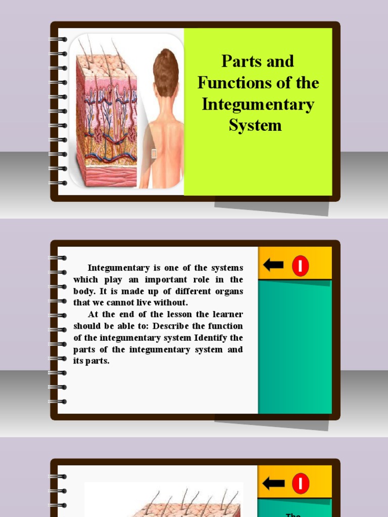 Integumentary System: Parts & Functions | PDF | Skin | Integumentary System