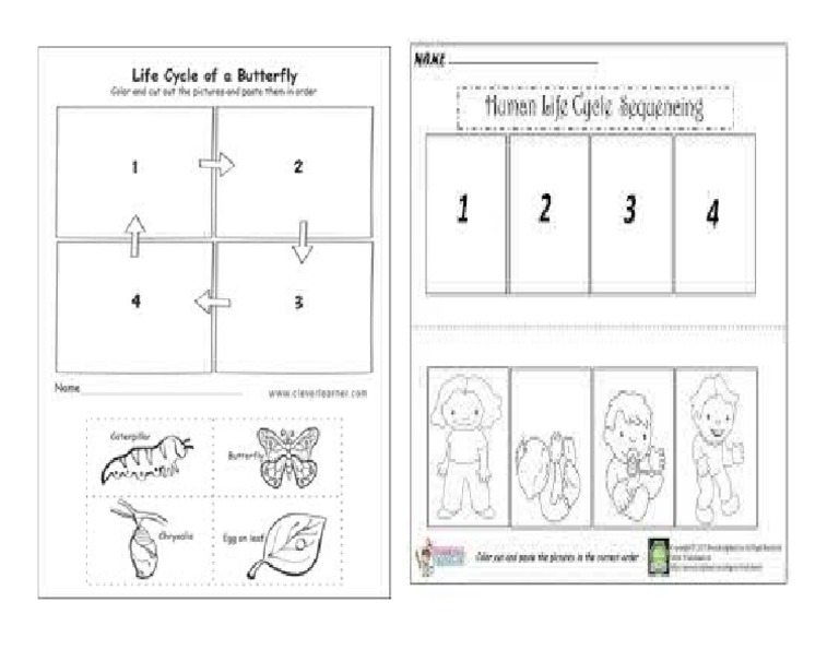 Life Cycle Worksheets | PDF