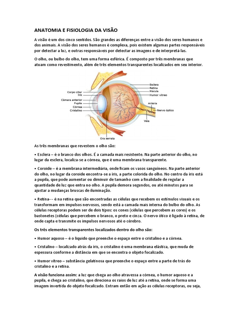 Anatomia e Fisiologia Da Visão | PDF | Olho | Sistema visual