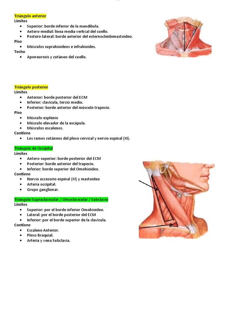Triangulos Del Cuello Listo | PDF | Anatomía | Tejido suave