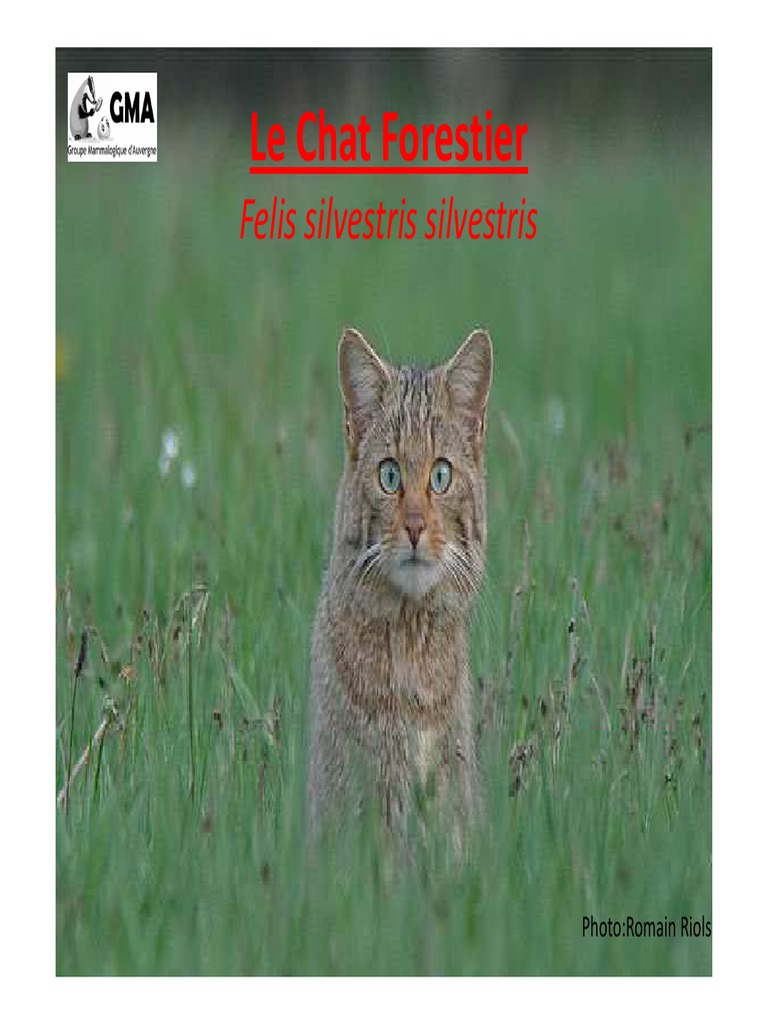 Chat Forestier PPT | PDF | Chats | Félins