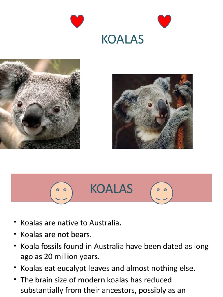 Koala Facts: Native Australian Marsupials | PDF | Home & Garden