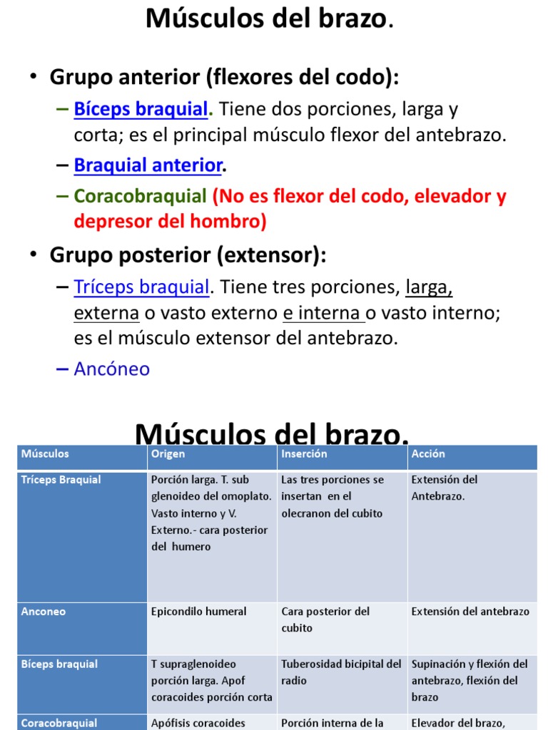 9 Músculos Del Brazo y Codo | PDF | Codo | Sistema musculoesquelético