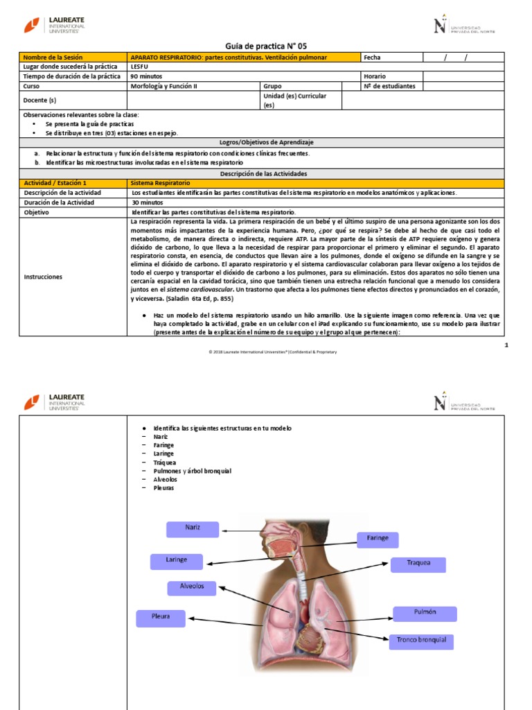 Guia de Practica 5 Aparato Respiratorio | PDF