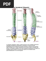 Anatomía y Biomecánica de La Columna Dorsal y Lumbar o Raquis Dorsal y ...