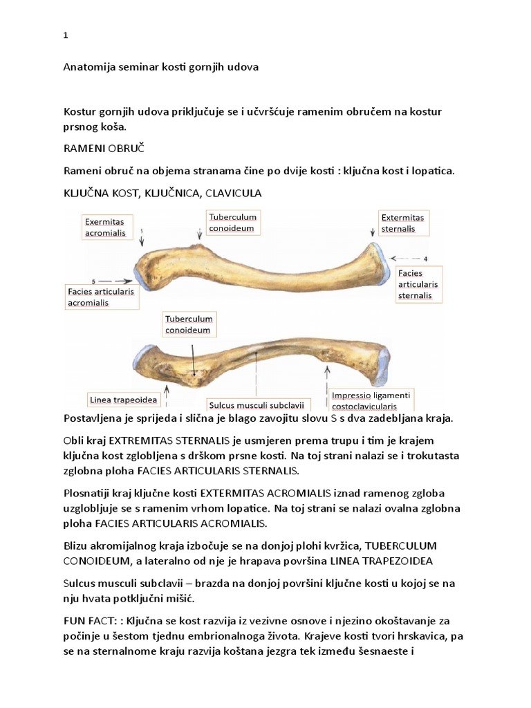 Anatomija Kosti Moj Sem | PDF