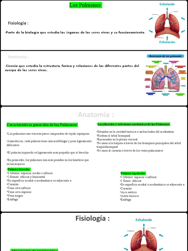Los Pulmones PDF | PDF | Pulmón | Fisiología