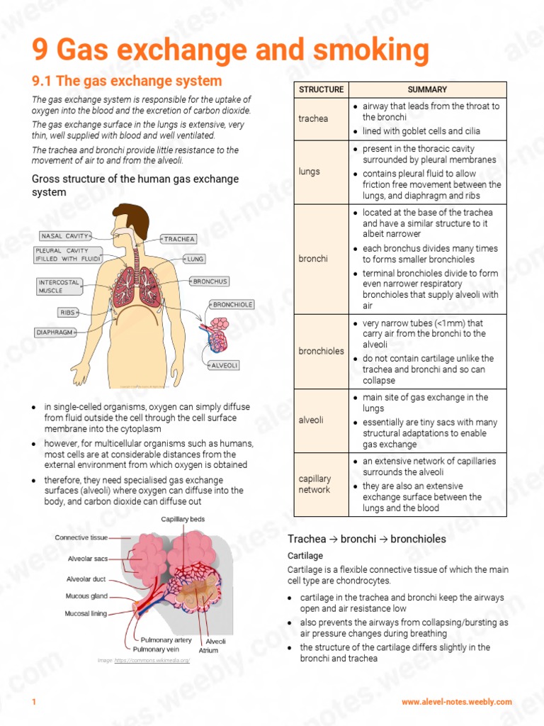 9 Gas Exchange and Smoking | PDF | Respiratory Tract | Lung