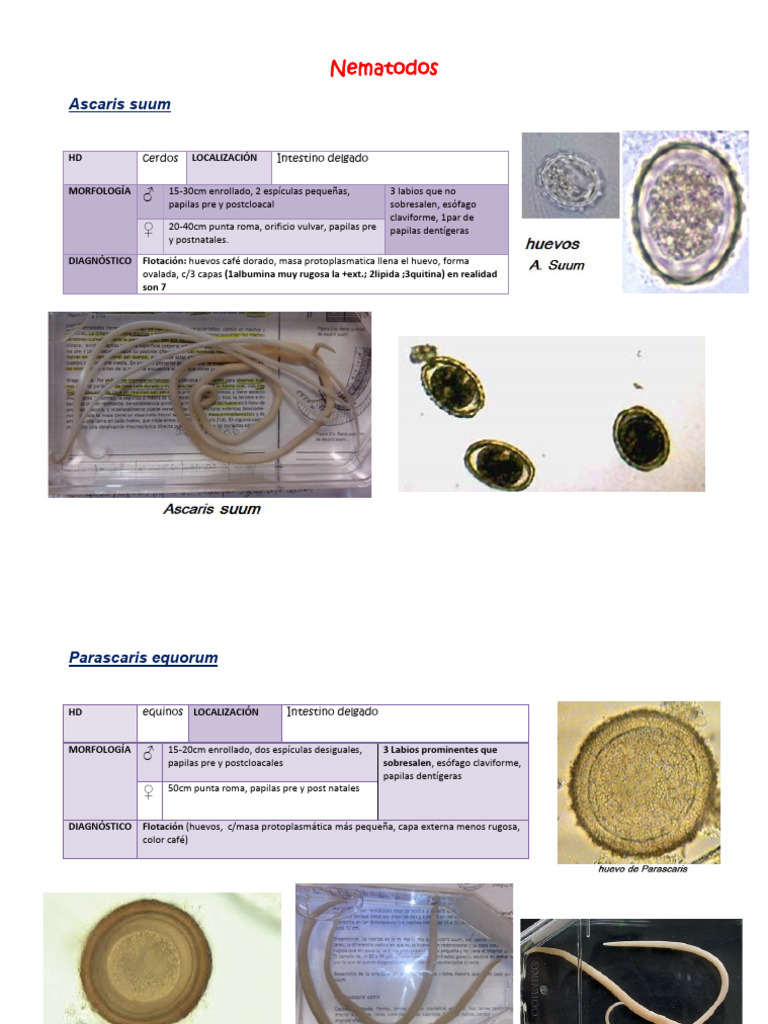 Guia Nematodos | PDF | Anatomía | Especialidades Medicas