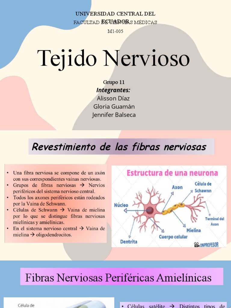 Tejido Nervioso | PDF | Axon | Mielina