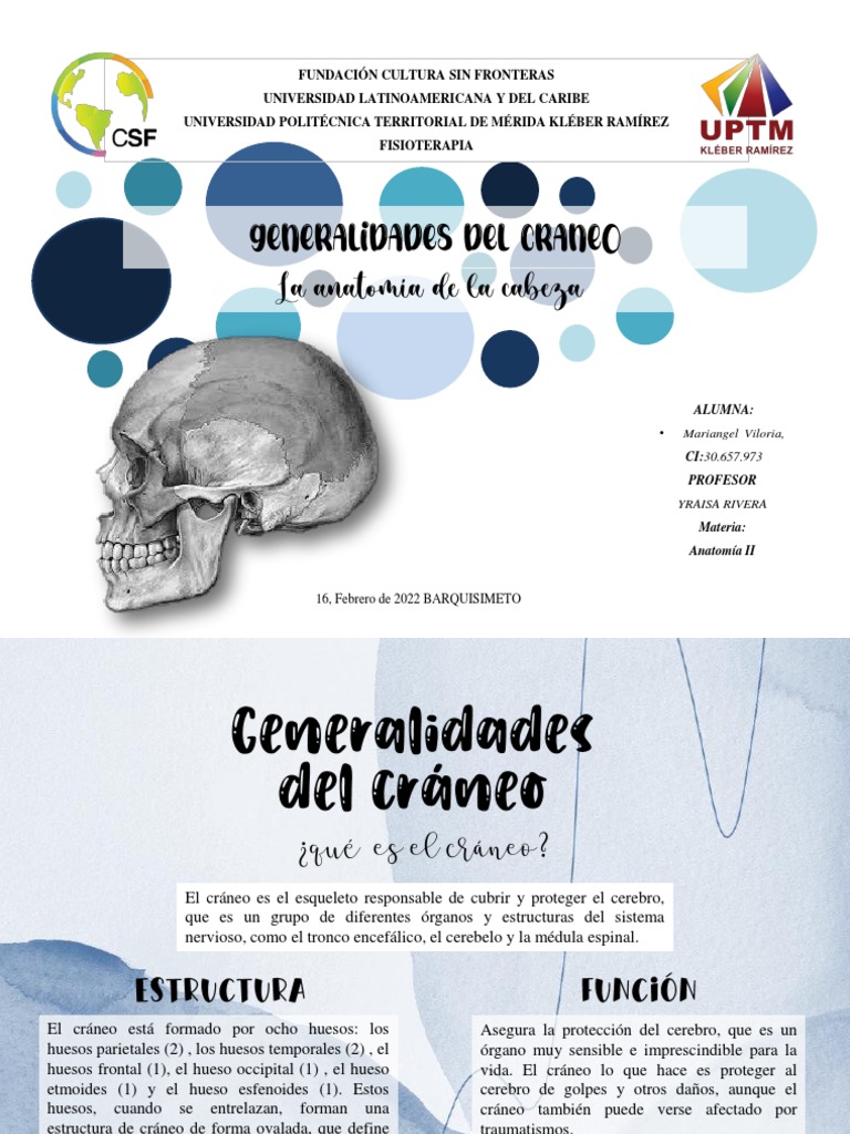 Anatomia De La Cabeza Pdf Nariz Humana Cráneo