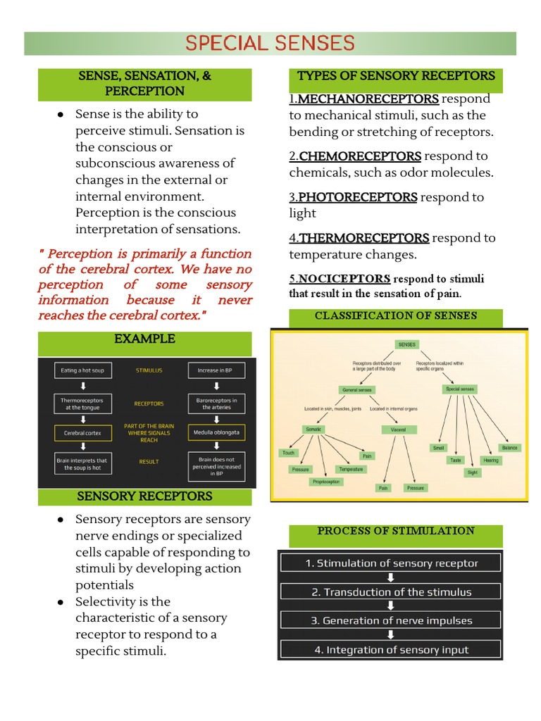 An In-Depth Exploration of the Anatomy and Physiology of the Human Eye ...
