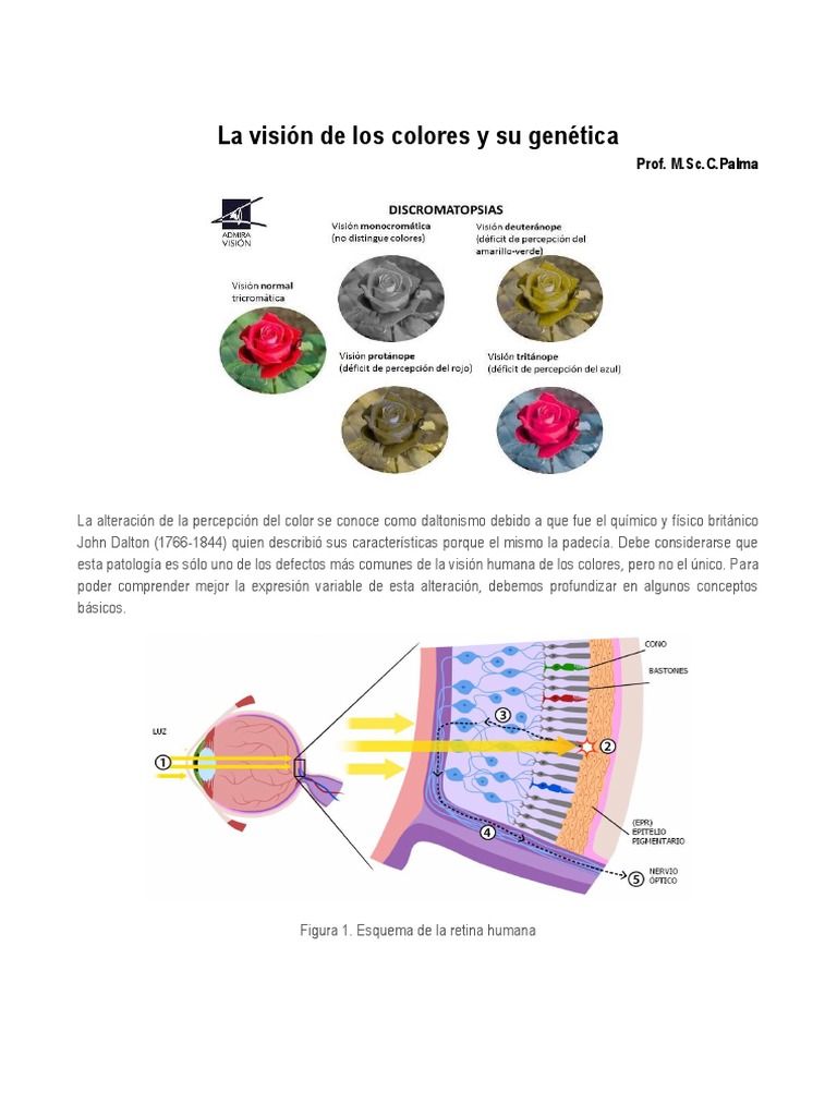 Daltonismo y Su Genetica | PDF