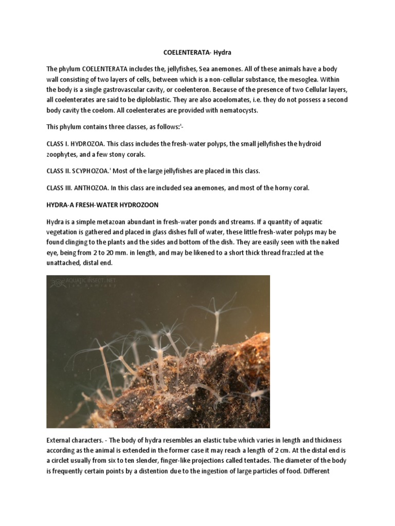 Hydra | PDF | Biology | Organisms