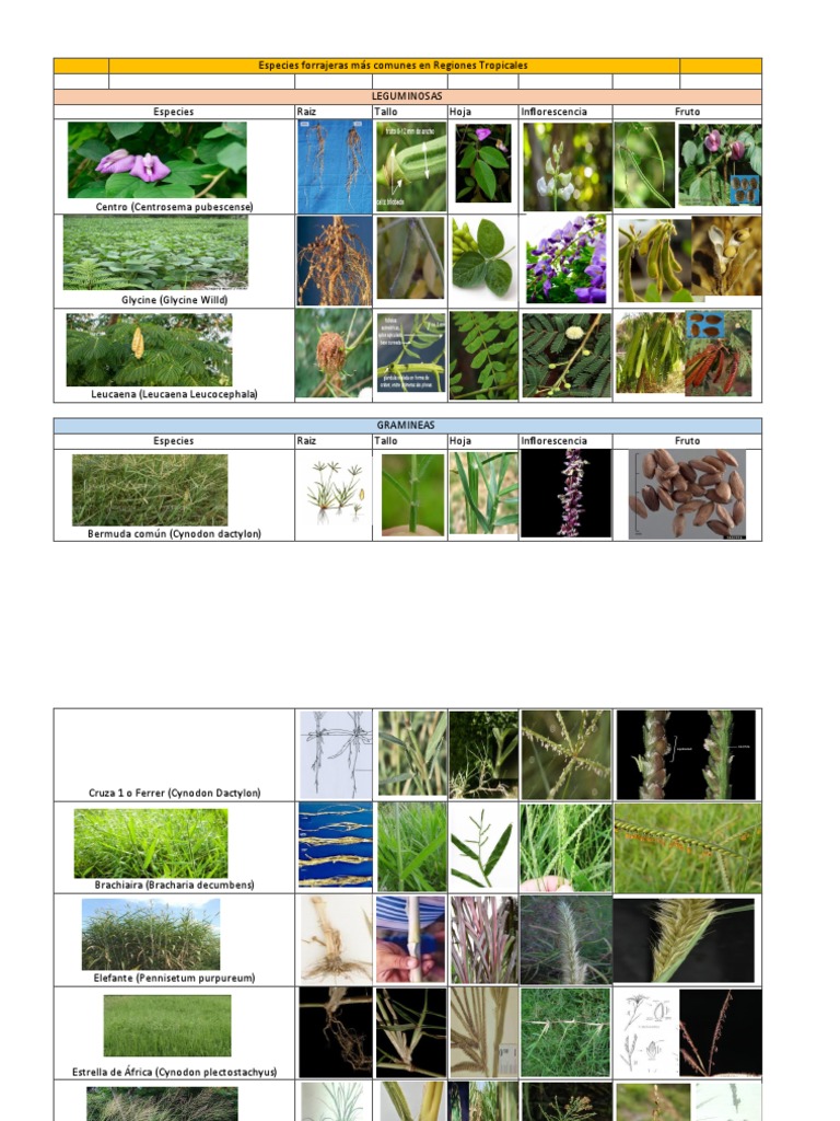 Forrajes Leguminosas y Gramineaa | PDF | Plantas comestibles | Forraje