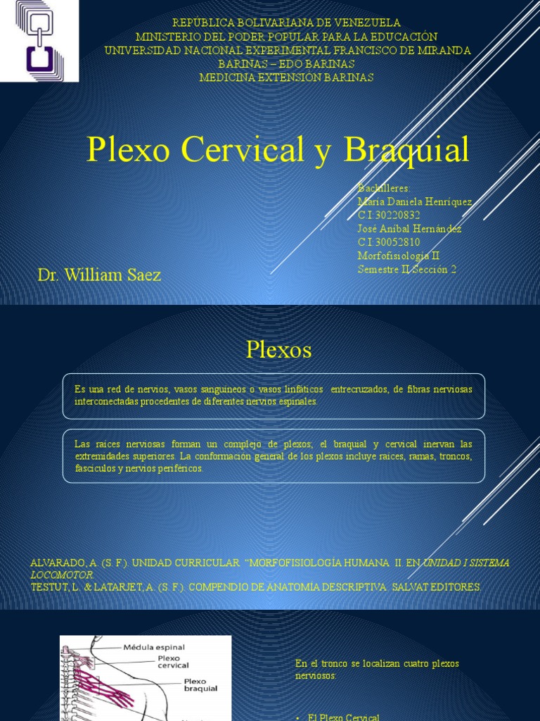 Seminario De Plexos Definitiva 1 Descargar Gratis Pdf Sistema Musculoesquelético Anatomía