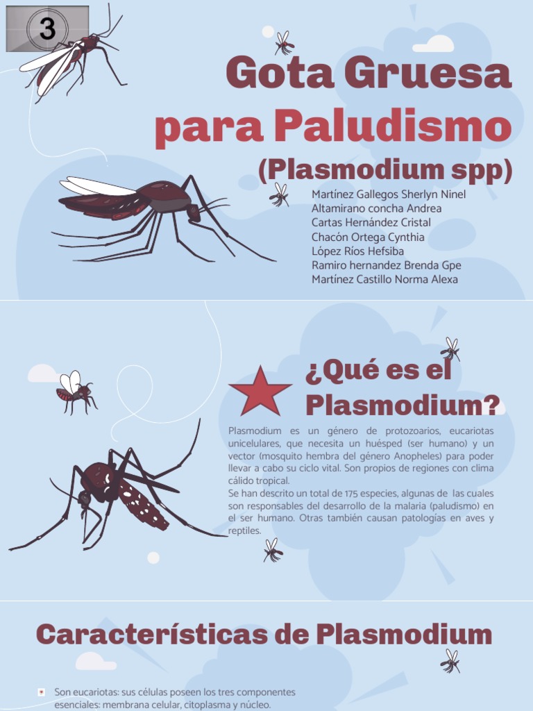 Características y ciclo de vida del Plasmodium, agente causal del ...