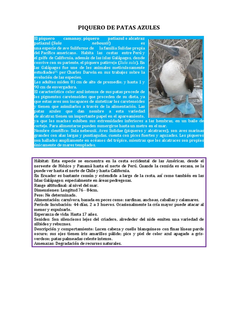 Piquero de Patas Azules: Características y Hábitat | PDF