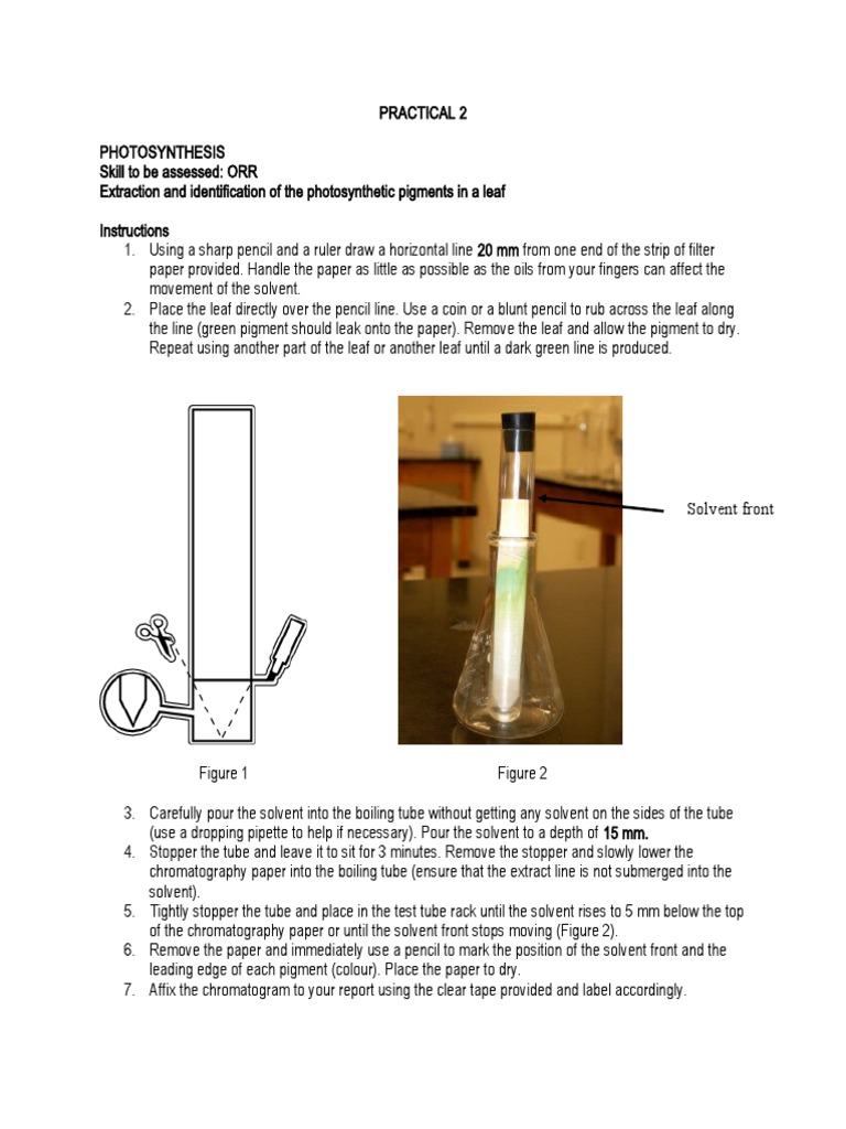 Plant Pigment Extraction via Chromatography | PDF | Chromatography ...