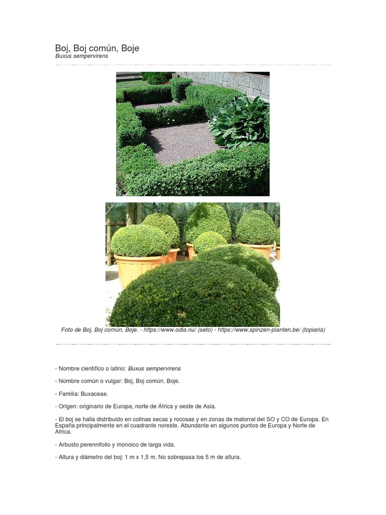 Arbusto | PDF