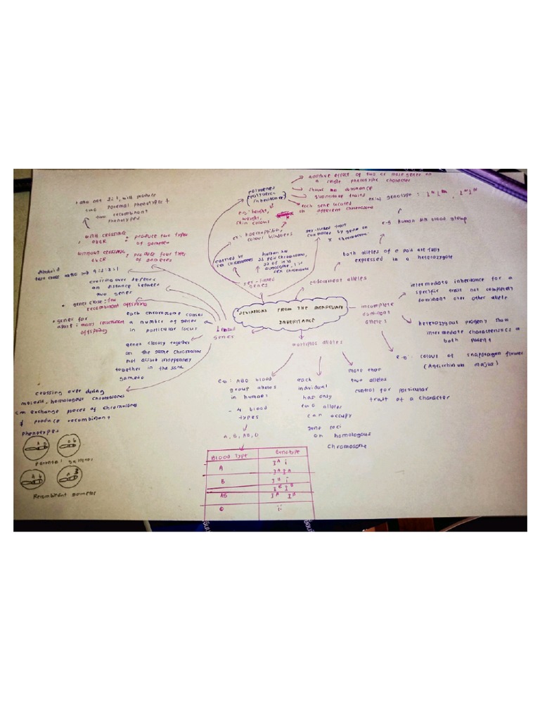 Mind Map Bio | PDF