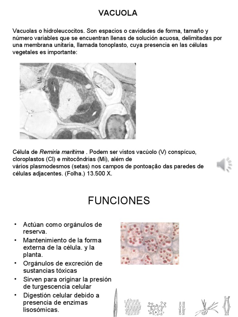Vacuola | PDF | Vacuole | Citoplasma