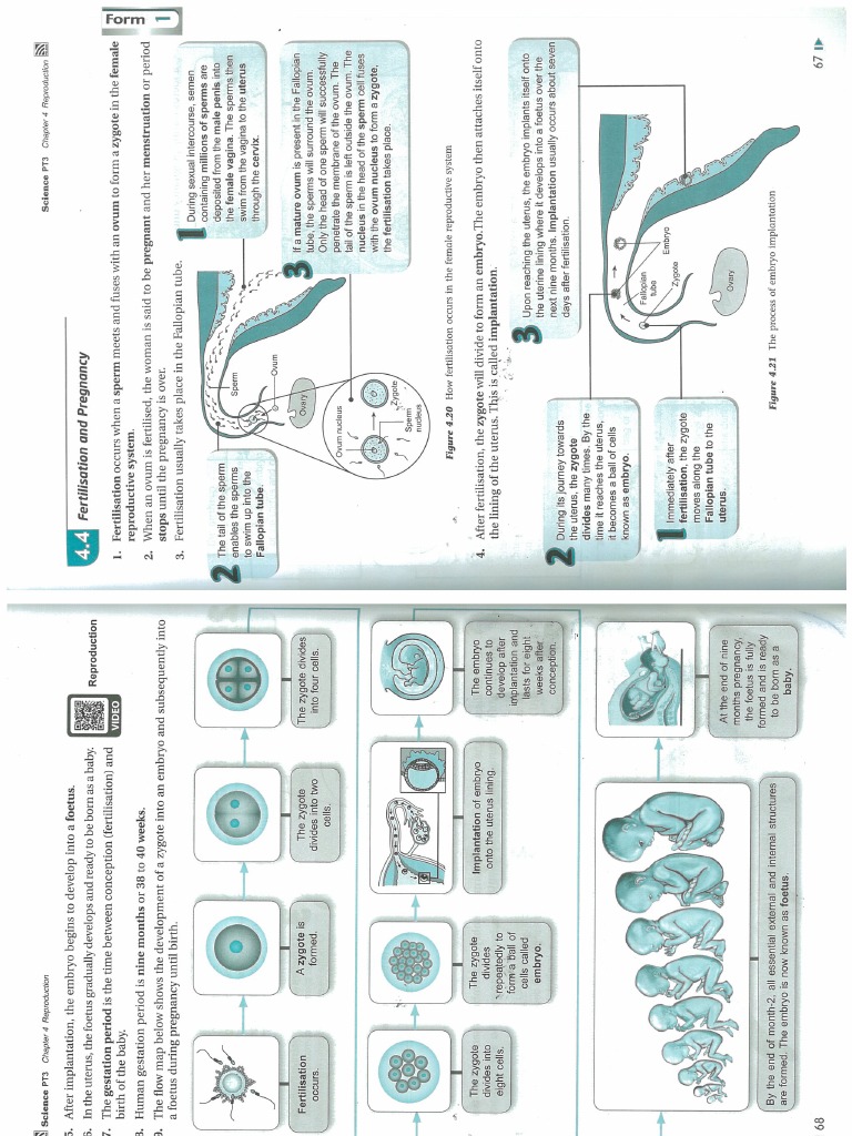 Form 1 Science Chapter 4 Reproduction Note Part 4 | PDF