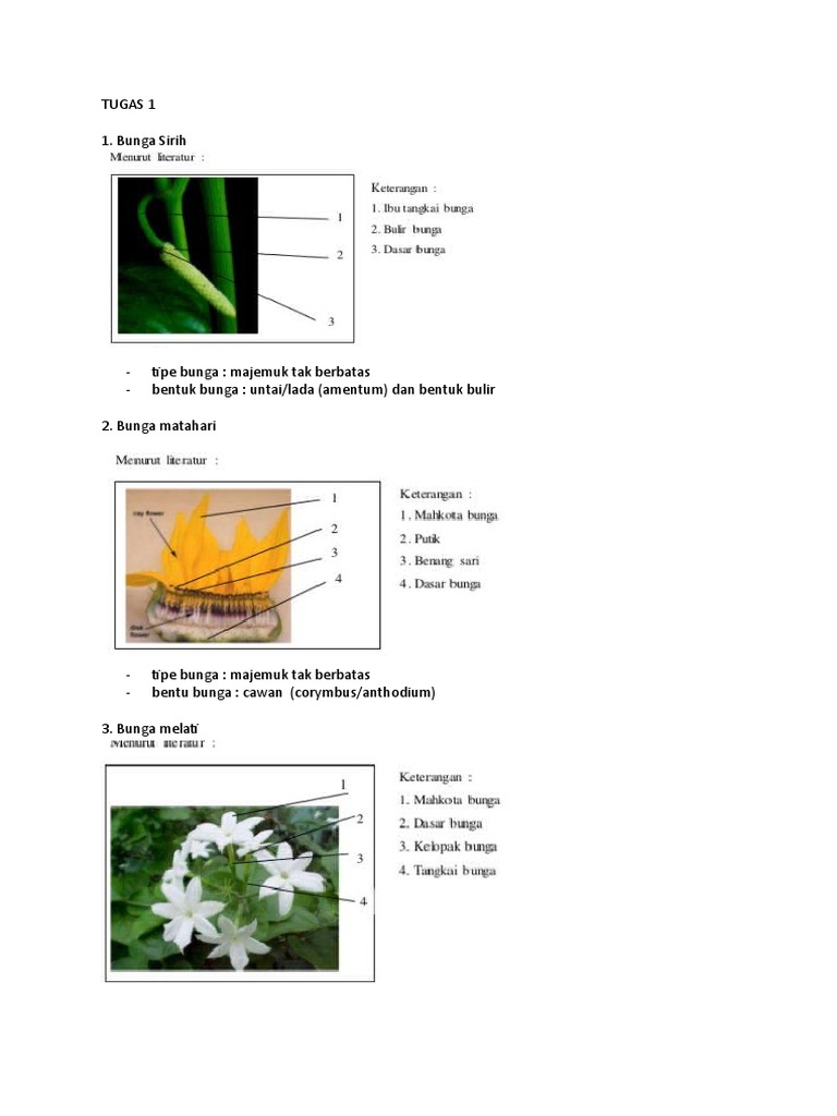 Bunga Dan Buah | PDF