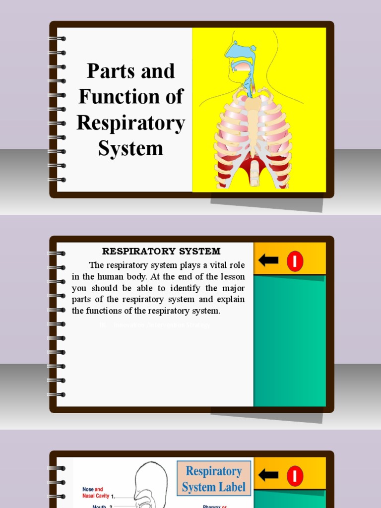 Science 6 - Q2 - L6 - Parts and Function of Respiratory System | PDF | Respiratory Tract | Lung