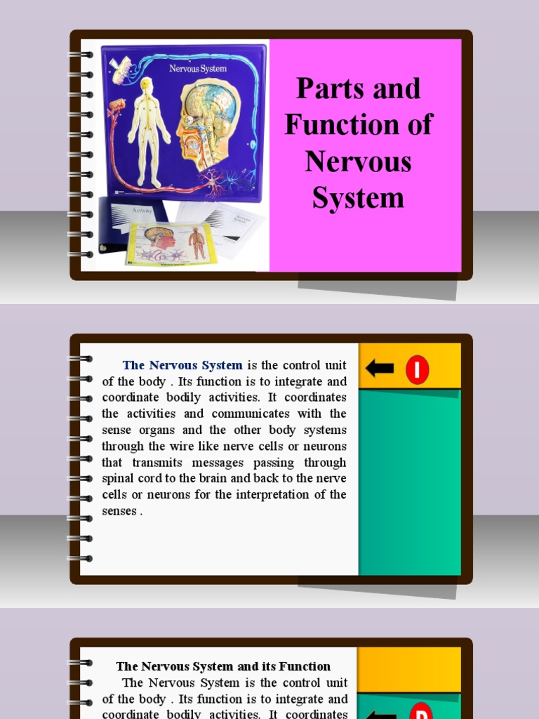 Science 6_Q2_L5_Parts and Function of Nervous System | PDF