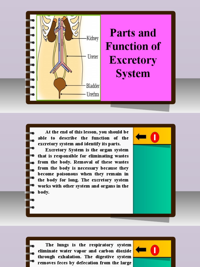 Science 6 - Q2 - L4 - Parts and Function of Excretory System | PDF ...