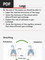 Alveoli Adaptations for Gas Exchange | PDF | Lung | Capillary