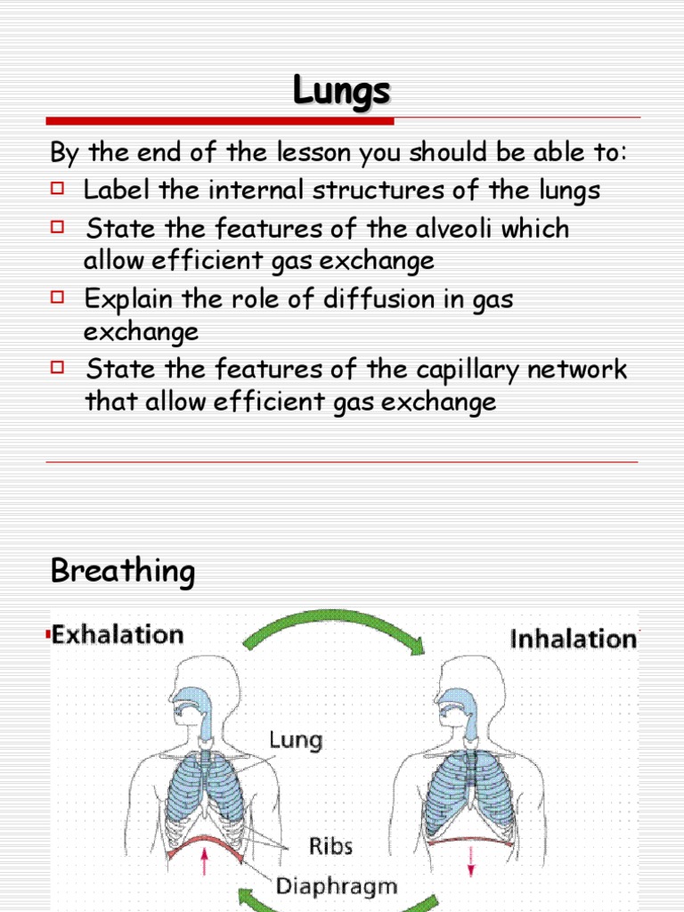 Lungs | PDF