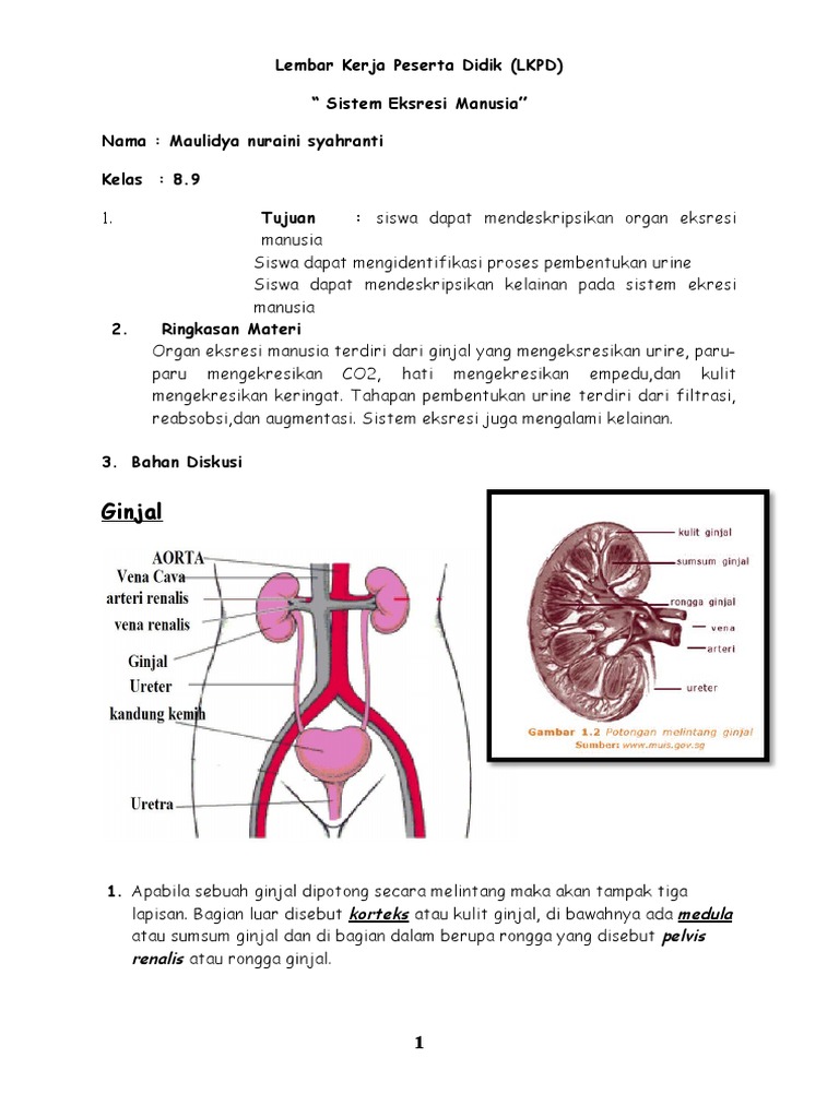 Sistem Eksresi Manusia: Organ & Proses | PDF