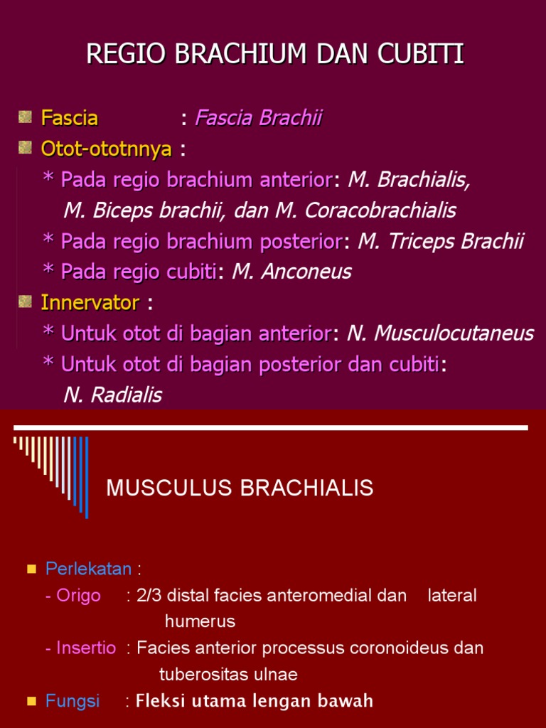@regio Brachium Dan Cubiti | PDF