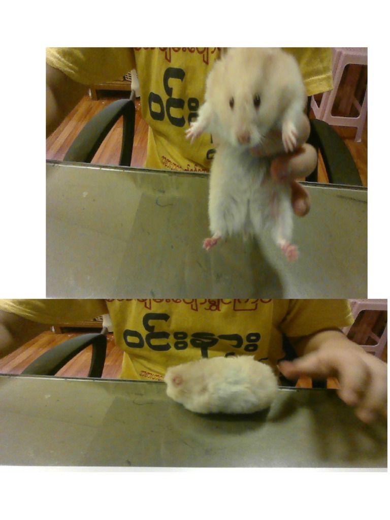Hamster | PDF