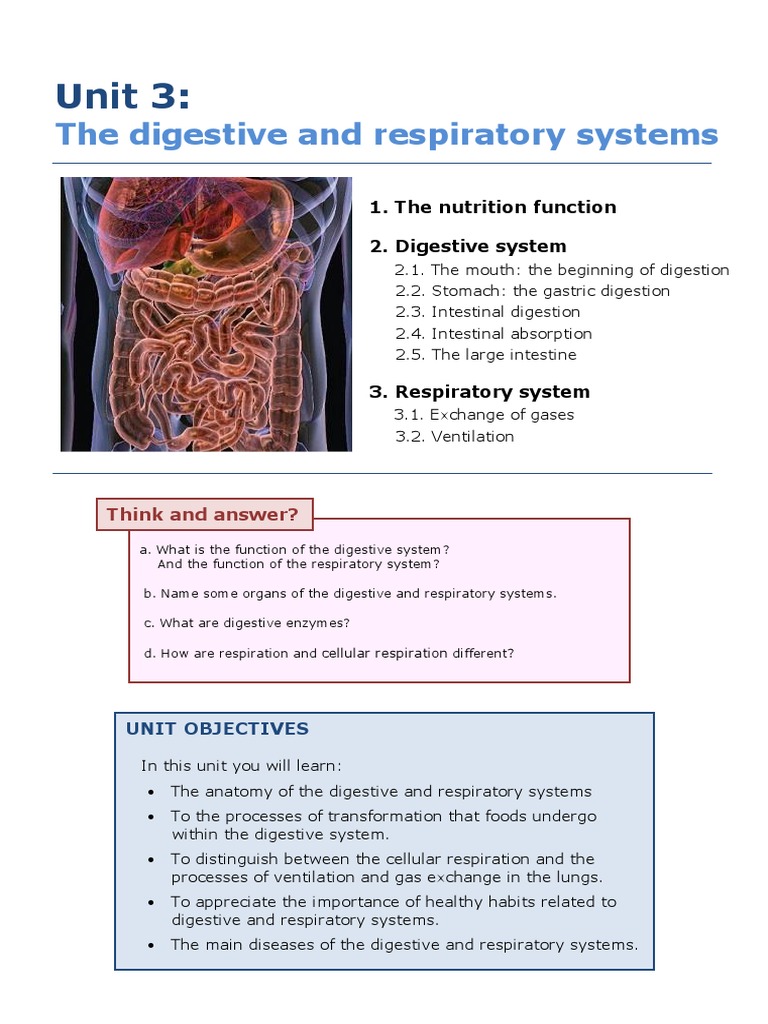 Unit 3 The Digestive and Respiratory Systems | PDF | Respiratory Tract ...