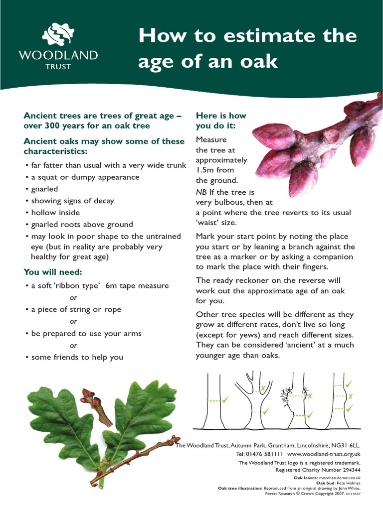 Estimating Age of Oaks - Woodland Trust | PDF | Trees
