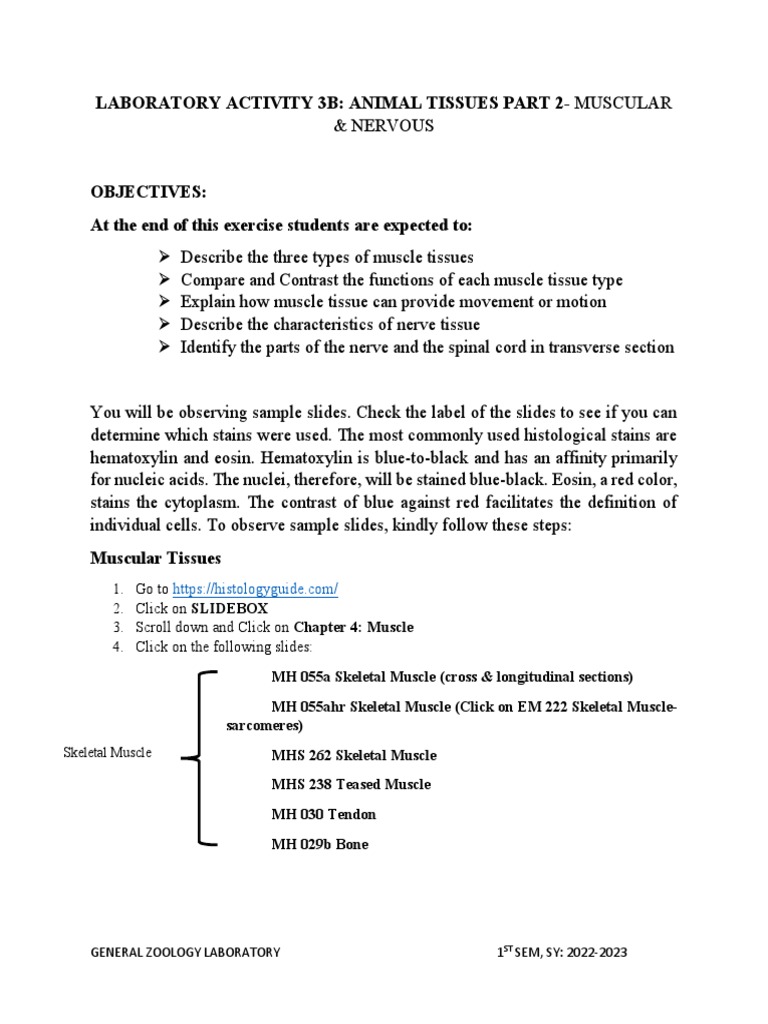 Activity 3B - Animal Tissues (Muscular & Nervous Tissue) - Activity Sheet | PDF | Skeletal ...