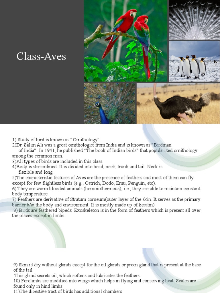 Class Aves | PDF | Birds | Zoology
